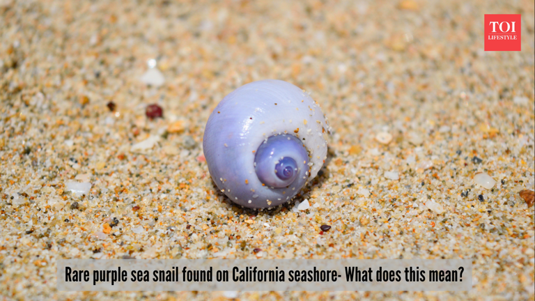 Mysteriously rare purple shell washes up on the seashore - here's the ...
