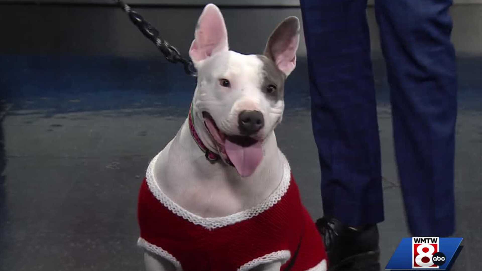 Adoptable pet of the week spreads holiday cheer on Christmas Eve