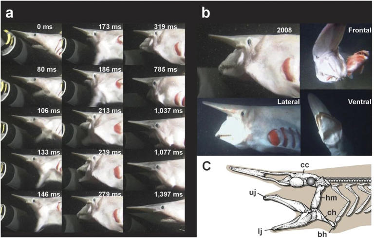 Meet the goblin shark, a deep-sea predator with the fastest bite ever ...