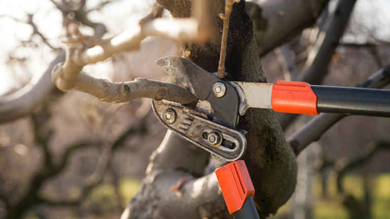 How to prune a peach tree in winter for a stronger plant in spring