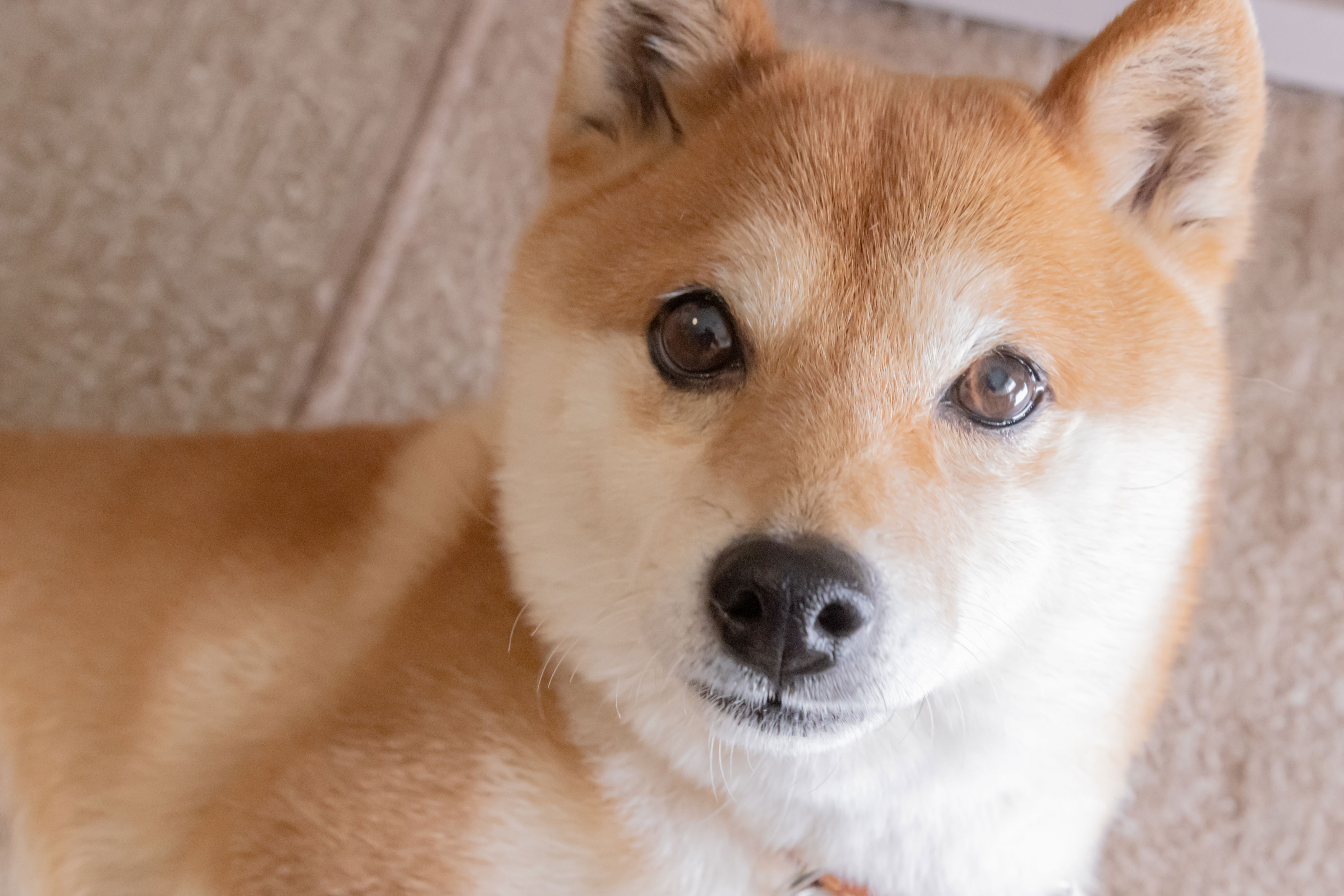 Here's why I wouldn't touch Shiba Inu with a 10-foot pole
