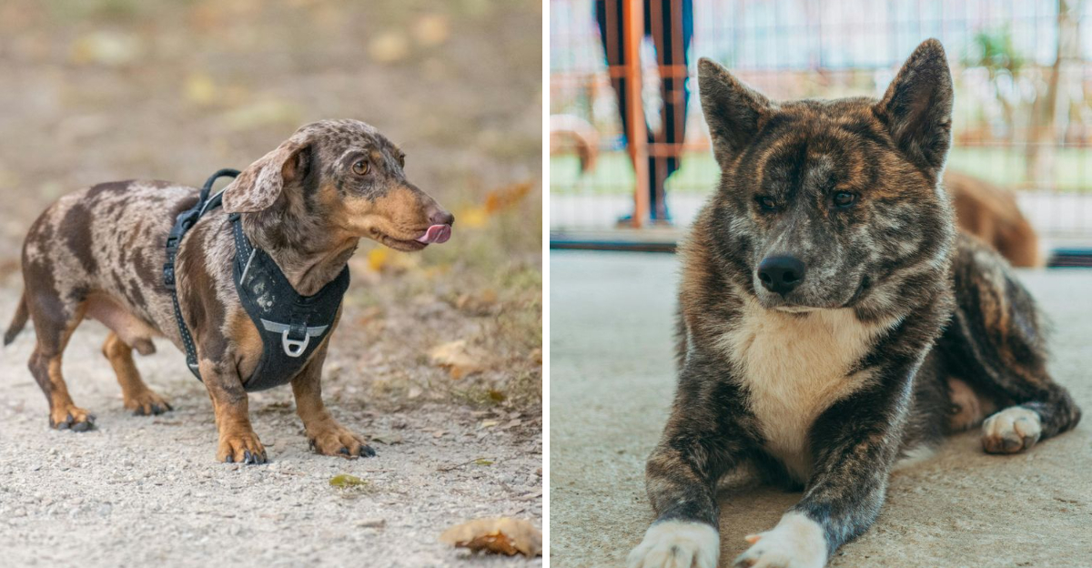 Meet 8 incredible brindle dog breeds