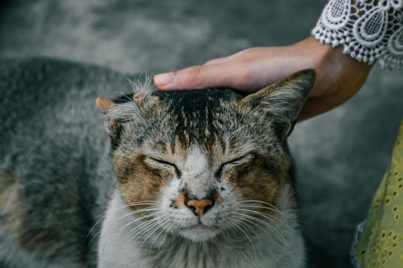8 gestures that cats see as threatening even if you don’t mean them to