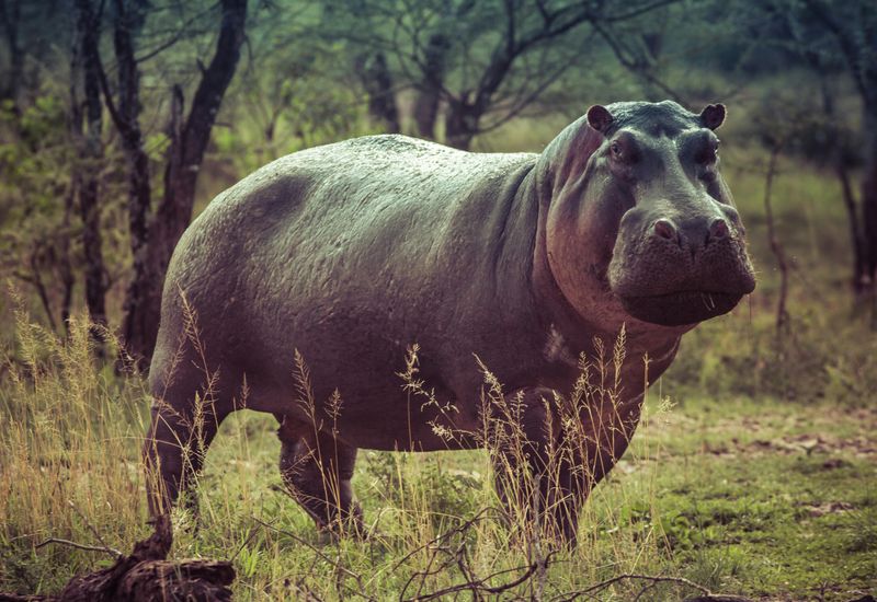 7 unbelievable animal friendships that are just adorable