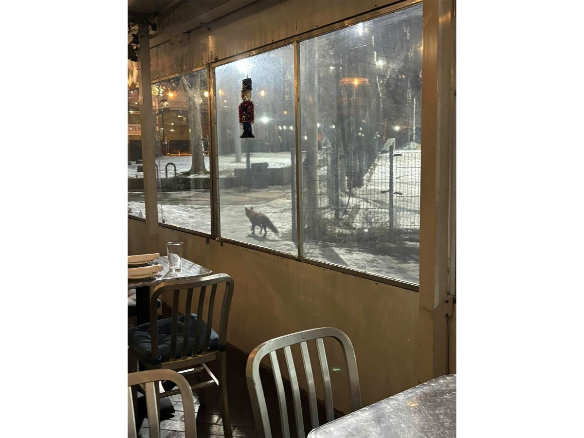 Fox wanders through Sinatra Park in Hoboken NJ