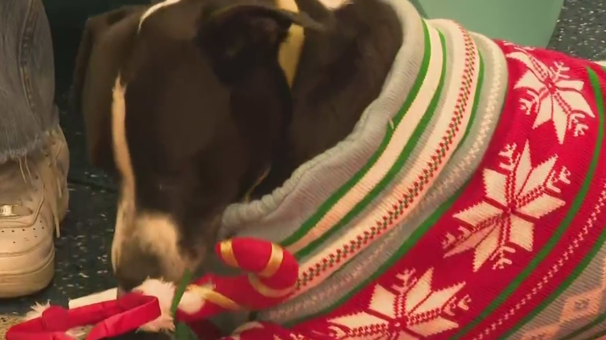 Miami-Dade shelter dog hopes for a Christmas miracle and forever home