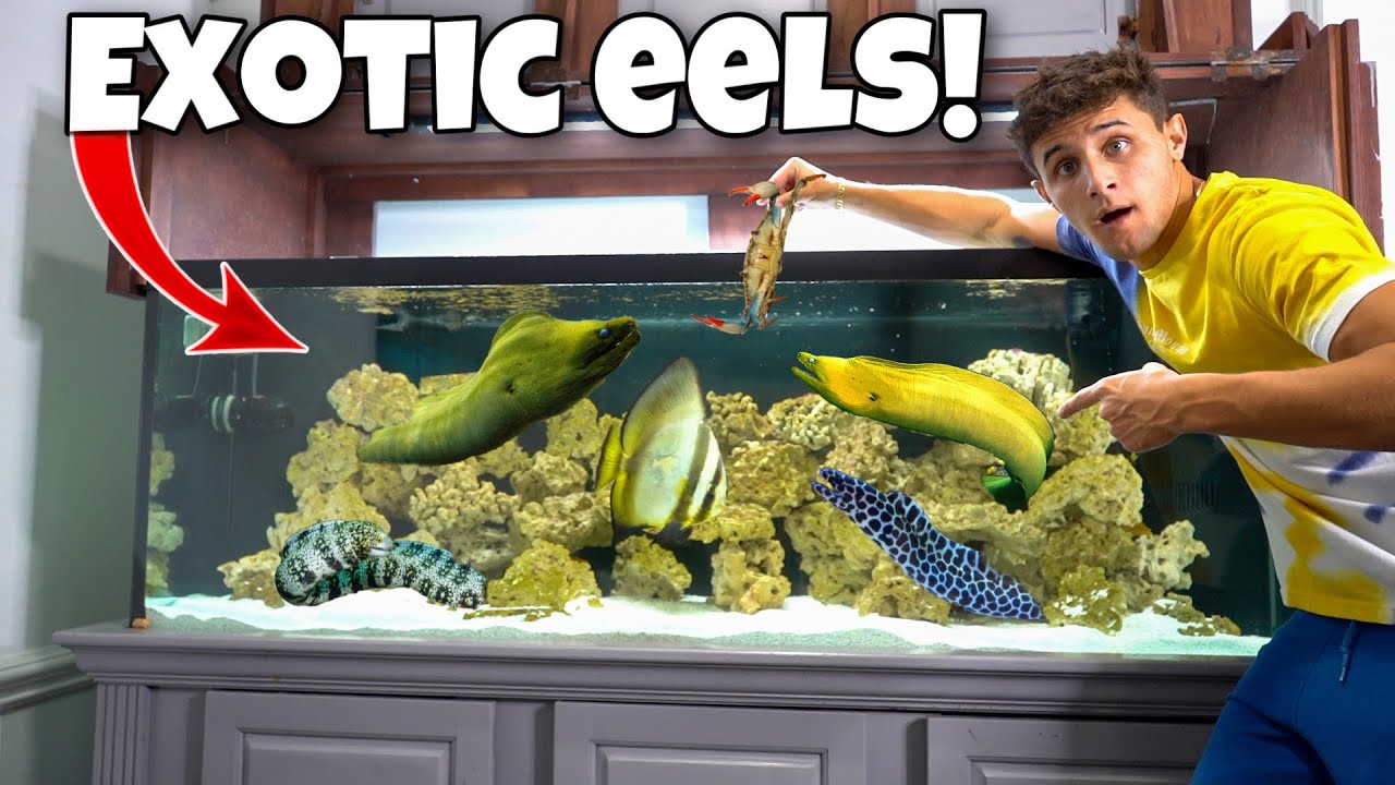 I’m feeding my eels live crabs! 🦀