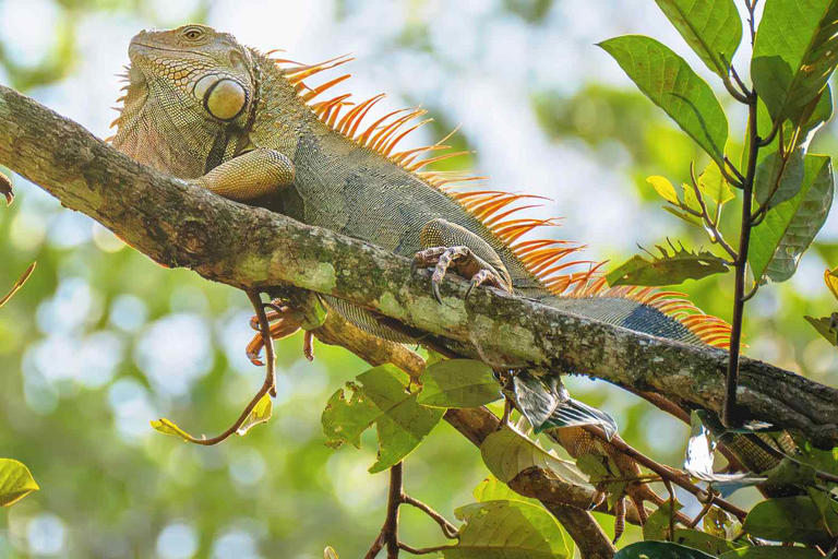 Here's why South Florida iguanas turn orange during the holiday season