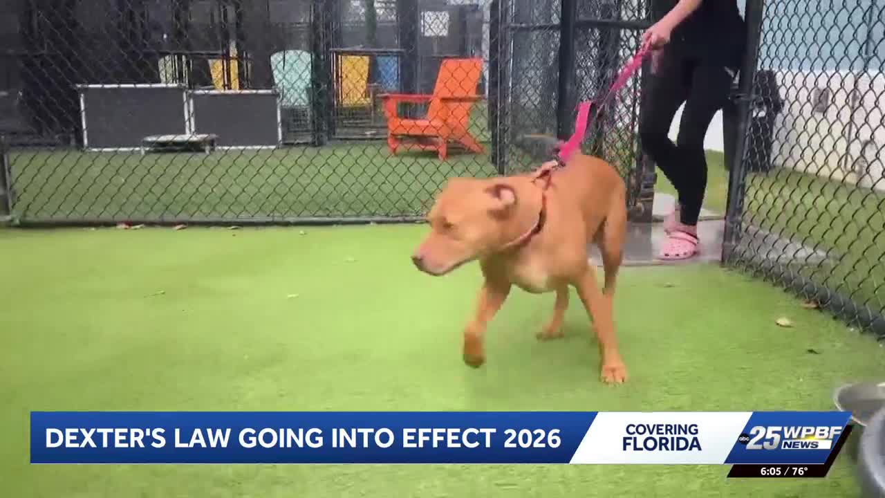 Florida animal cruelty law expands penalties, launches offender ...