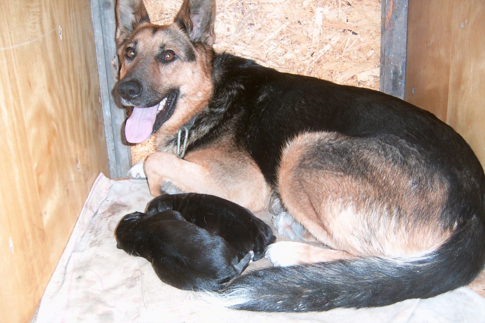Science says dogs cry happy tears when reunited with their owners