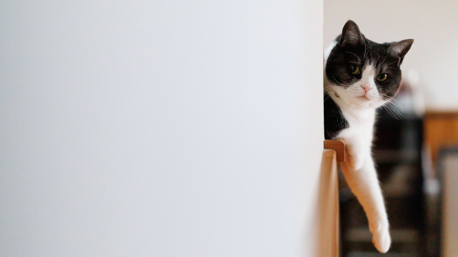 Weird noises your cat can hear that humans can't even detect