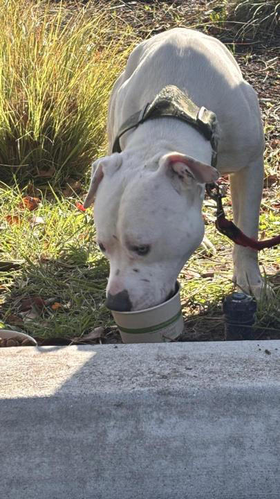A dog was abandoned outside Google on Christmas Eve. Then Reddit came ...