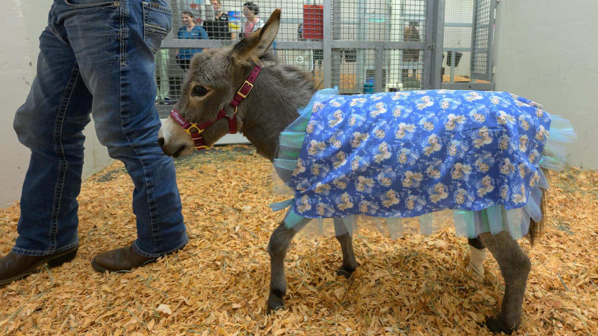 WSU veterinarians create first-ever custom prosthetic for mini donkey