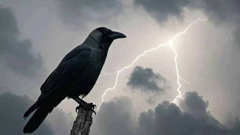 Kangaroos cannot walk backwards! Some weird animal facts that sound ...