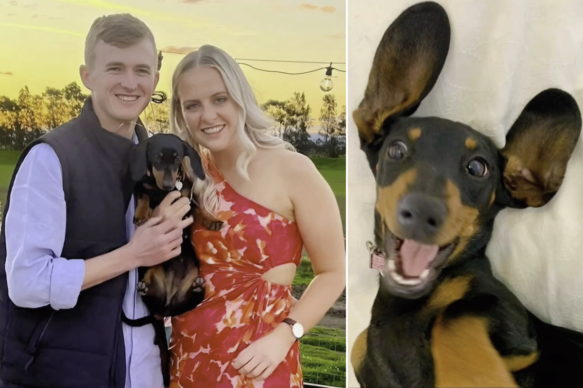 Runaway wiener dog rescued after 529 days stranded on Australian island