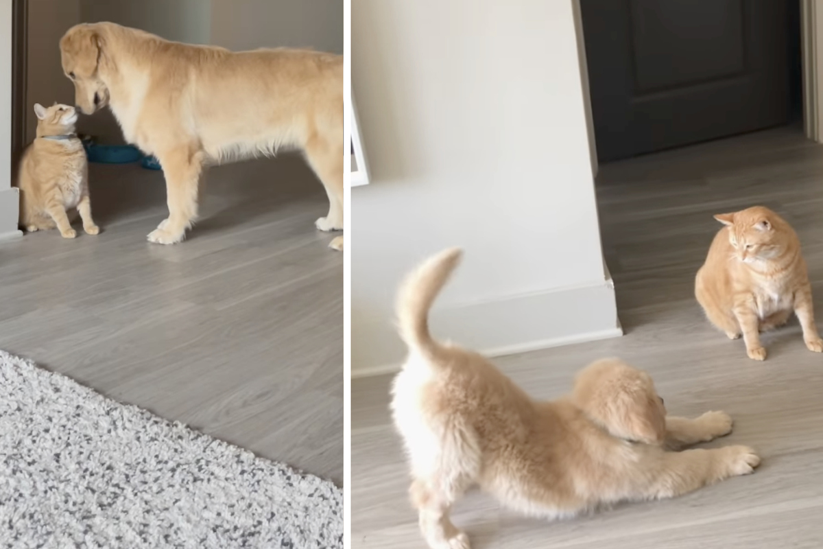 Cat can't stand overenthusiastic puppy sibling, but the dog won't give up!