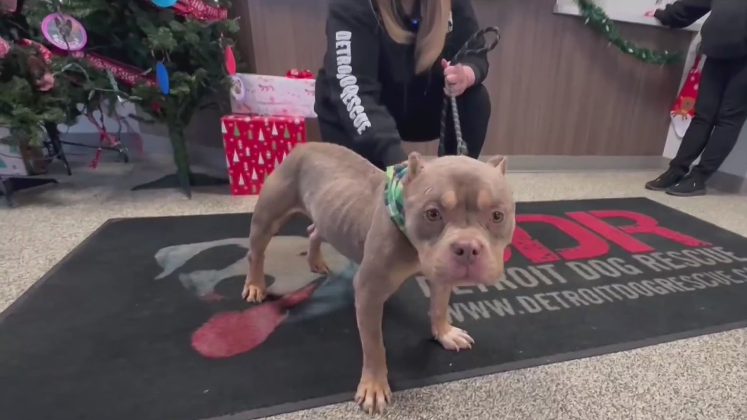 Detroit animal care experts call for more attention to abuse after ...