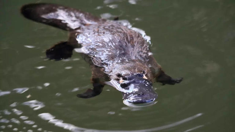 Kangaroos cannot walk backwards! Some weird animal facts that sound ...