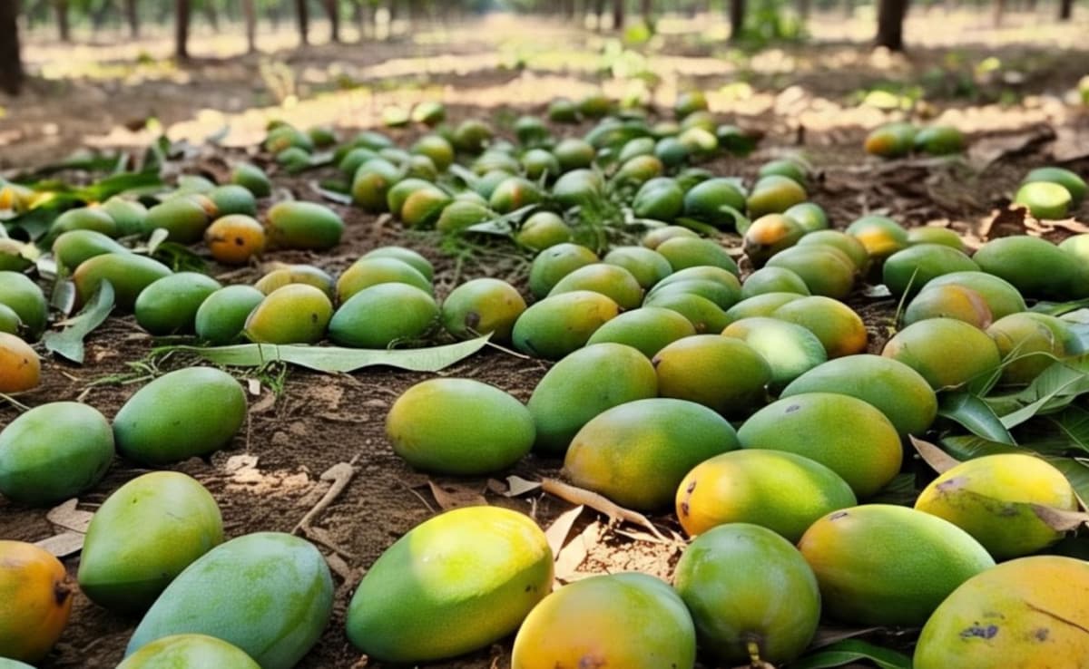 Why mangoes fall before they're ripe