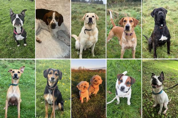 10 adorable rescue dogs spending Christmas at the shelter