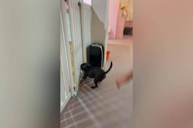 Staffie rips Santa's beard off during Christmas event leading to 10 ...