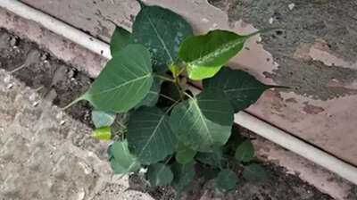 Understanding the significance of peepal plants in your home
