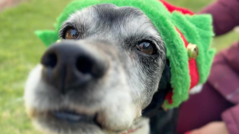Perritos del Metro se convierten en ayudantes de Santa y los Reyes ...