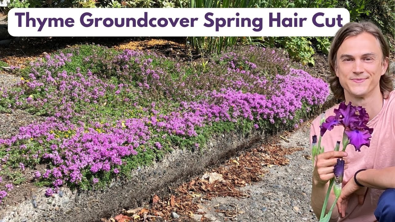 Thyme groundcover spring cleaning haircut - Thymus - how to - great ...