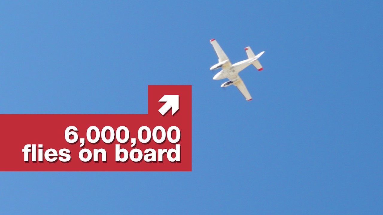 What the government is doing with flies in CA