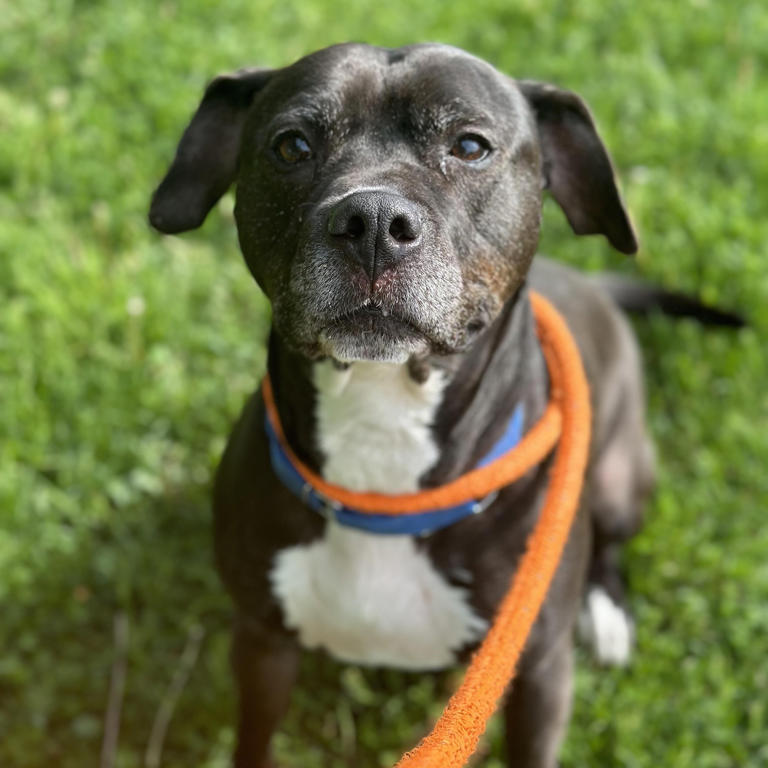 Northeast Ohio dog named Onyx who spent 7 years in shelter finally adopted