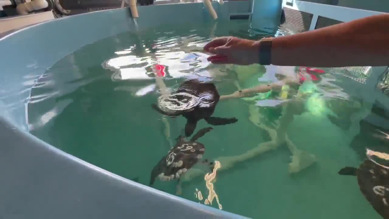 OBX cold-stunned sea turtle rescues return to normal levels so far this ...