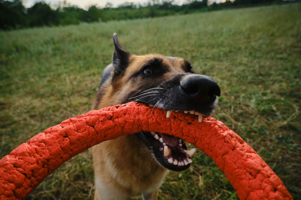 German shepherd steals toy from puppy like taking candy from a baby