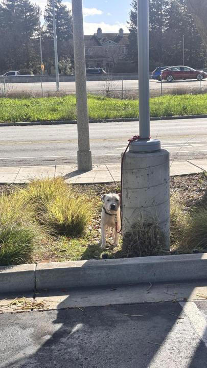 A dog was abandoned outside Google on Christmas Eve. Then Reddit came ...
