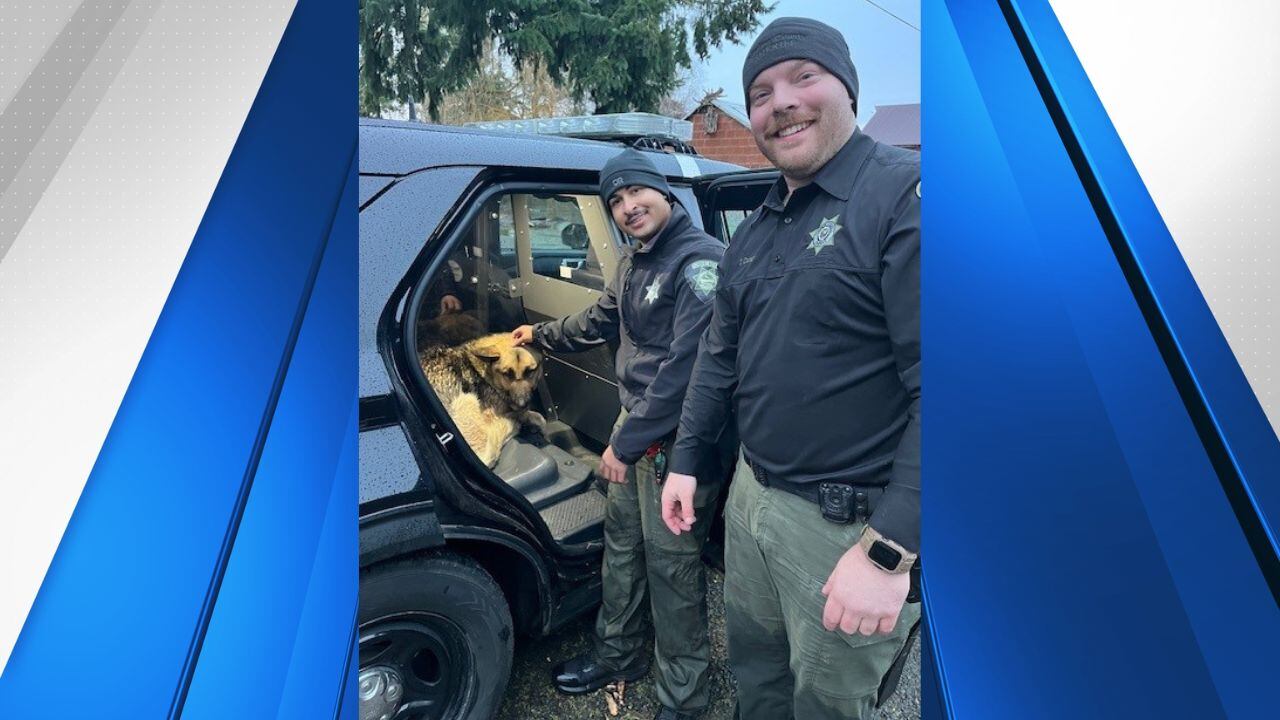 Dog rescued from floodwaters in Woodburn; owner charged with animal neglect
