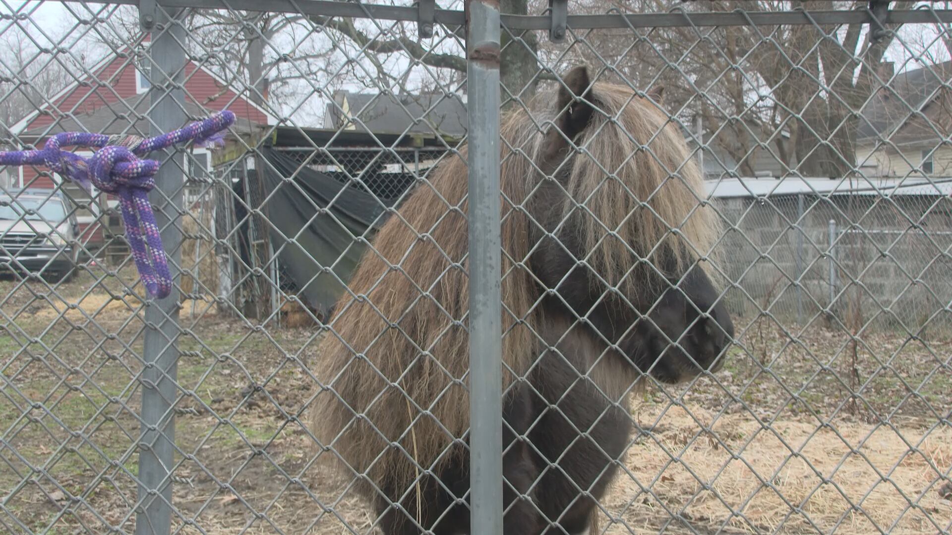 Germantown woman fights new Metro ordinance threatening miniature horse