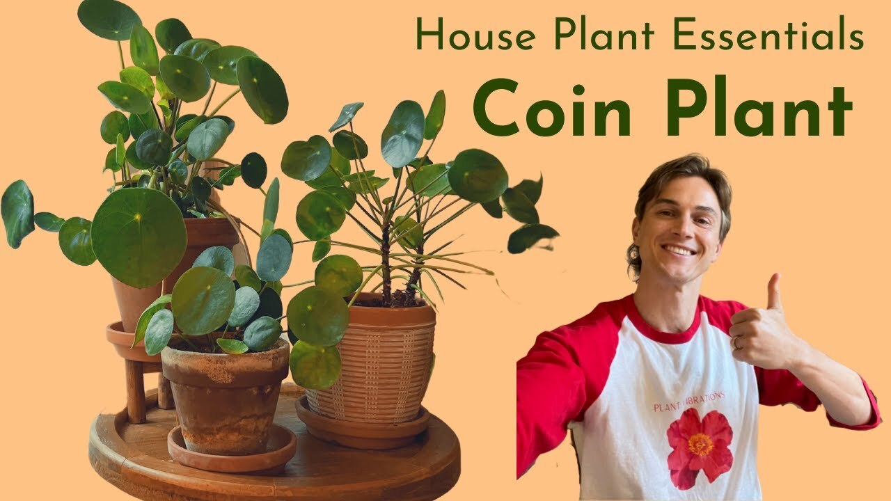 Pilea peperomioides - Complete care - Houseplant basics - How to grow ...