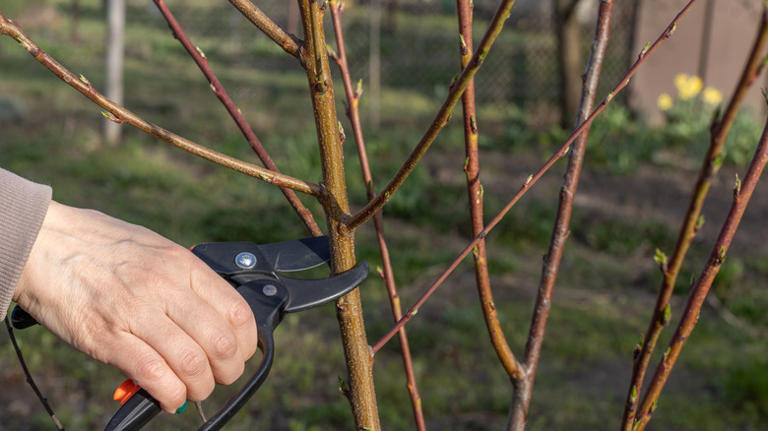 How to prune a peach tree in winter for a stronger plant in spring