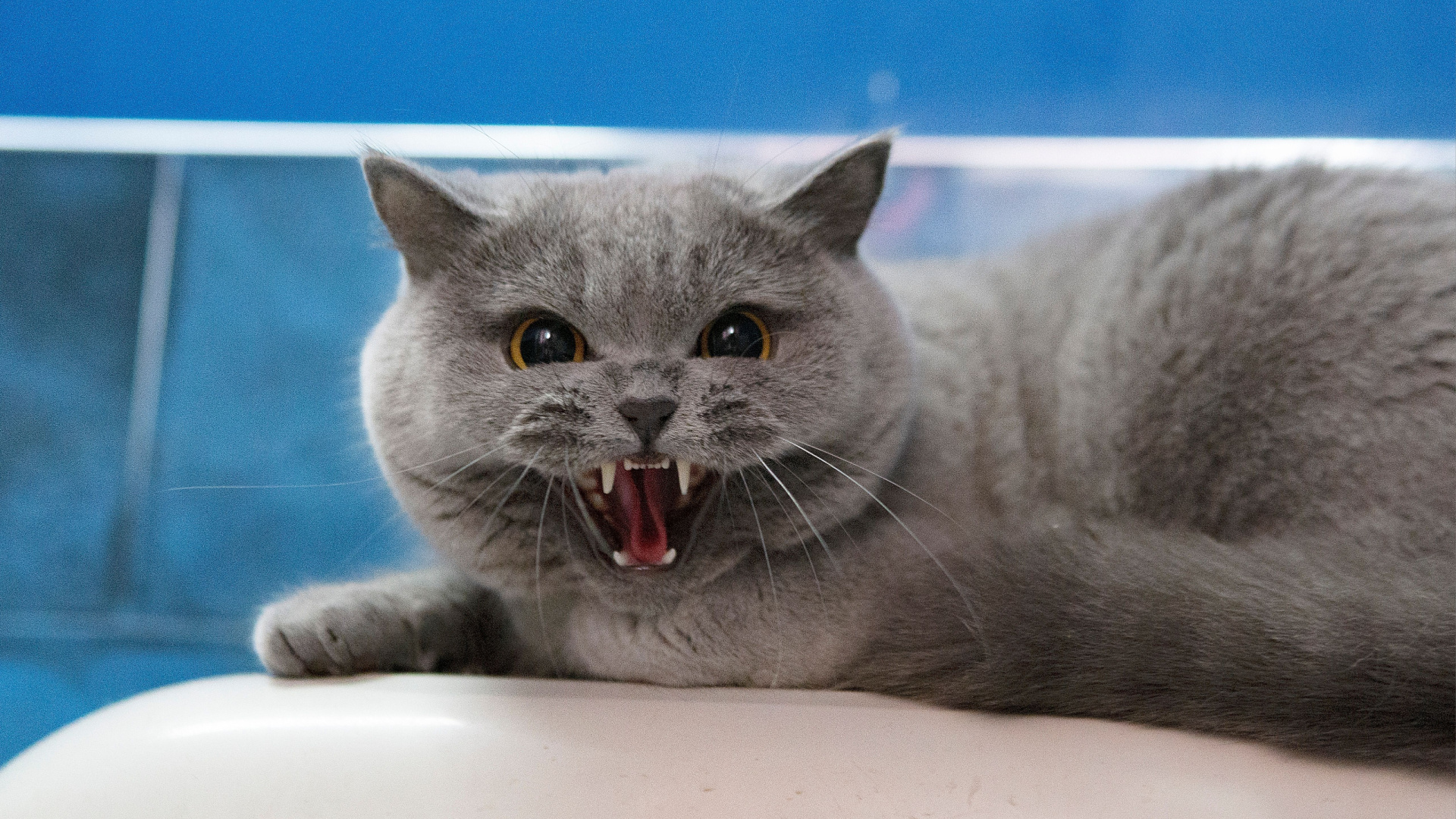 8 gestures that cats see as threatening even if you don’t mean them to