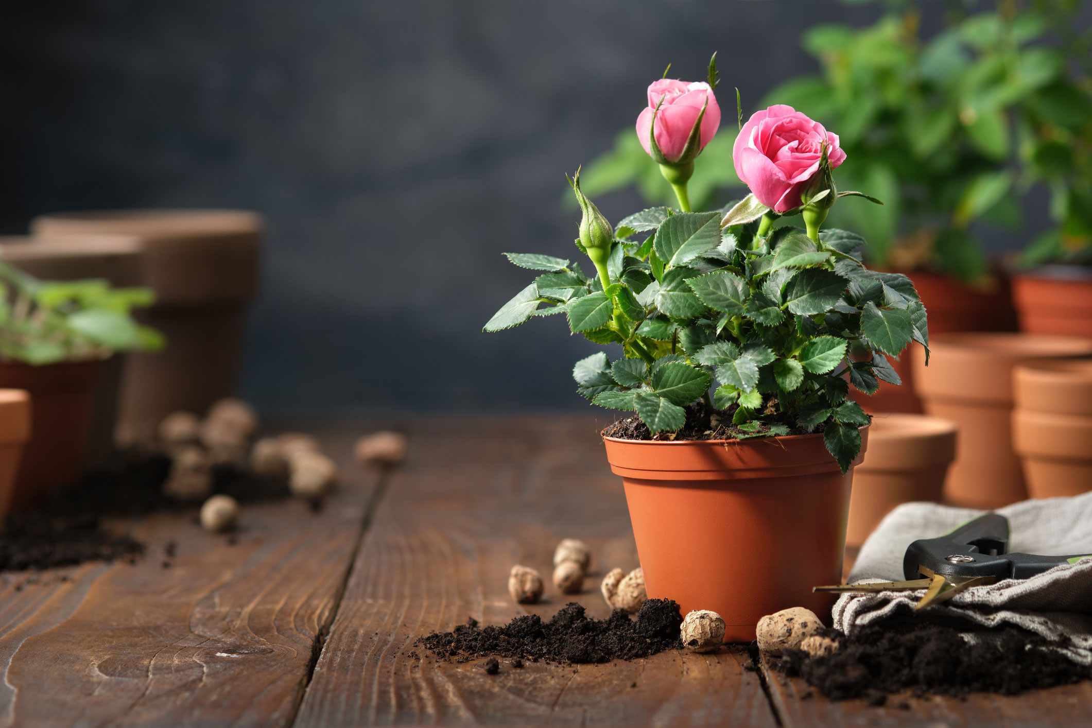 How to grow thriving roses in pots—11 must-know tips
