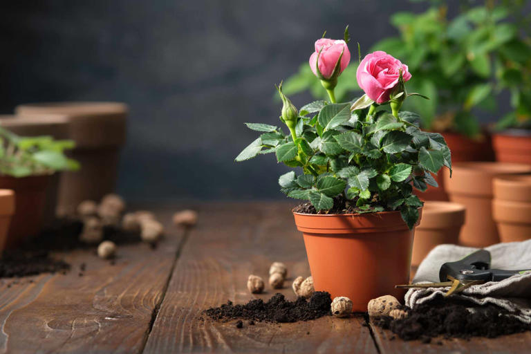 How to grow thriving roses in pots—11 must-know tips