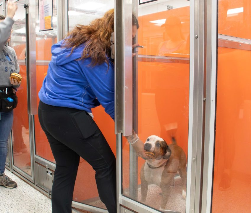 KC Pet Project dogs get Christmas miracle with hamburger dinner