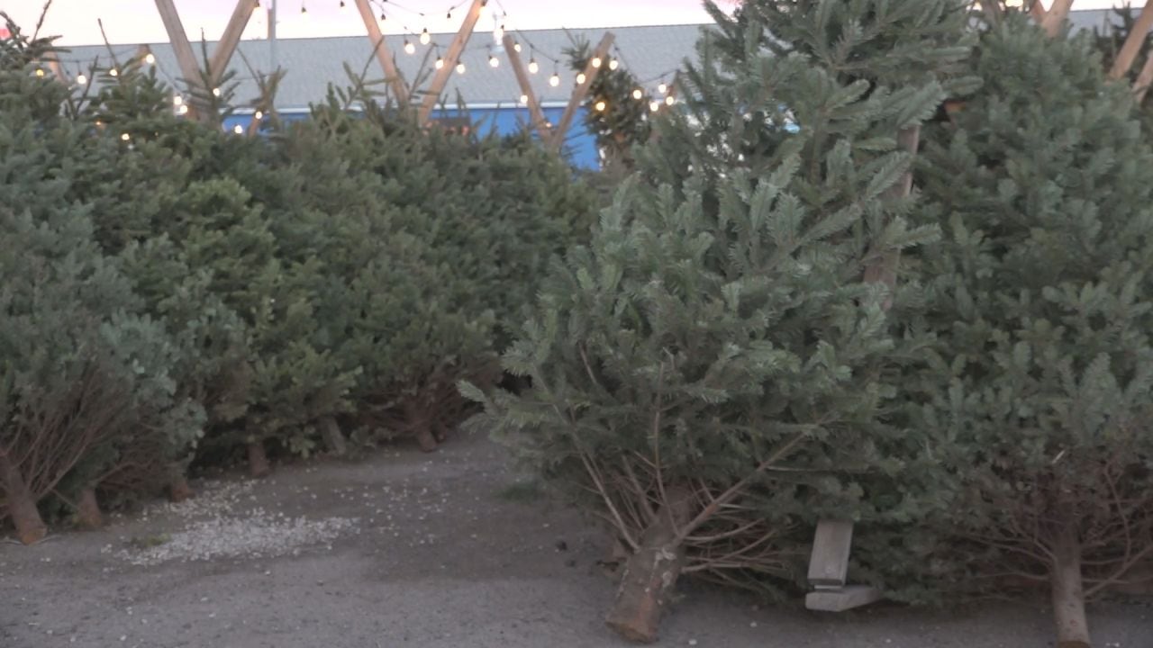 List: Christmas tree recycling program in Las Vegas Valley 2025