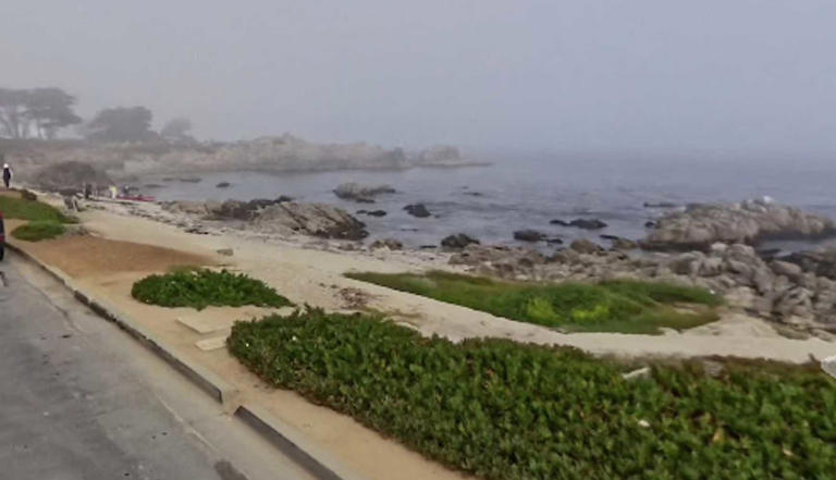 Woman in suspected shark attack went missing while swimming with group ...