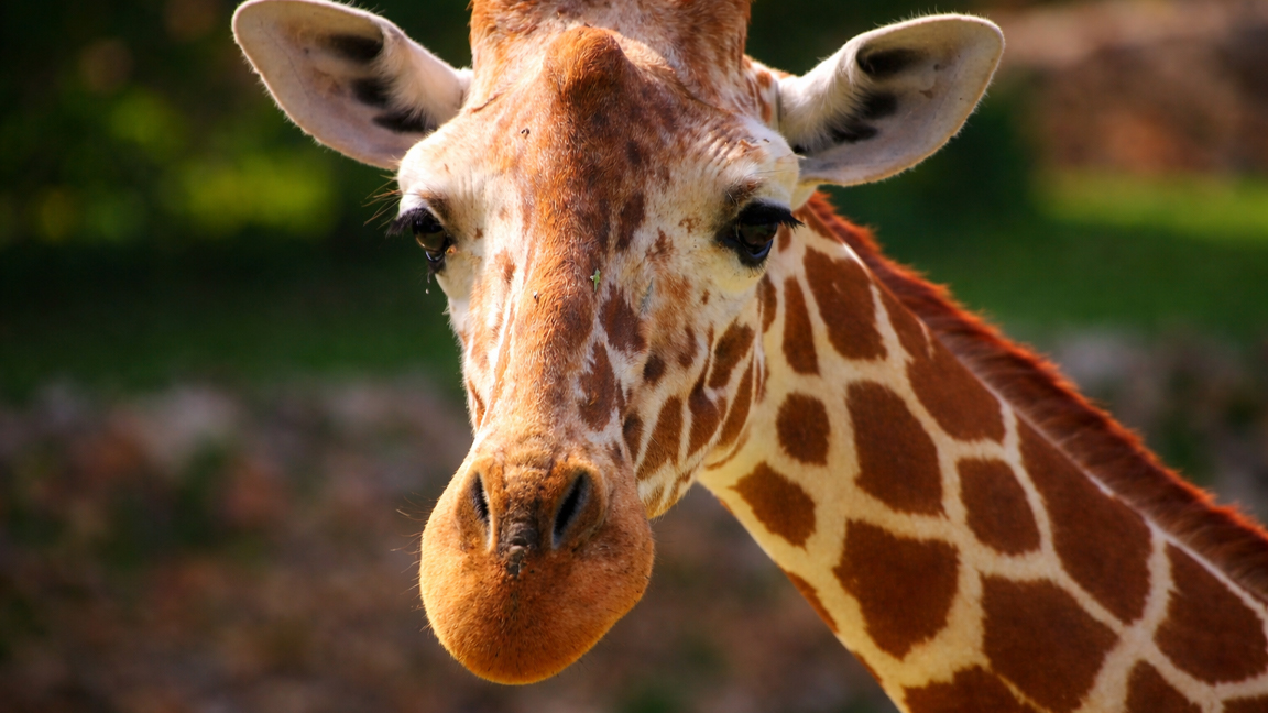 Meet the tallest animal on Earth