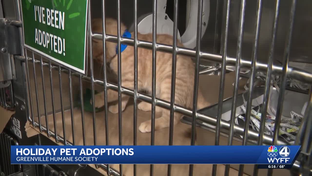 From kennel to home: Families adopt and welcome furry friends for the ...