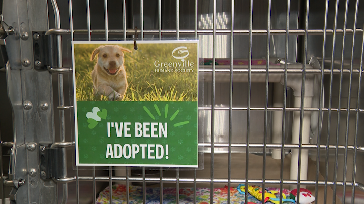 From kennel to home: Families adopt and welcome furry friends for the ...