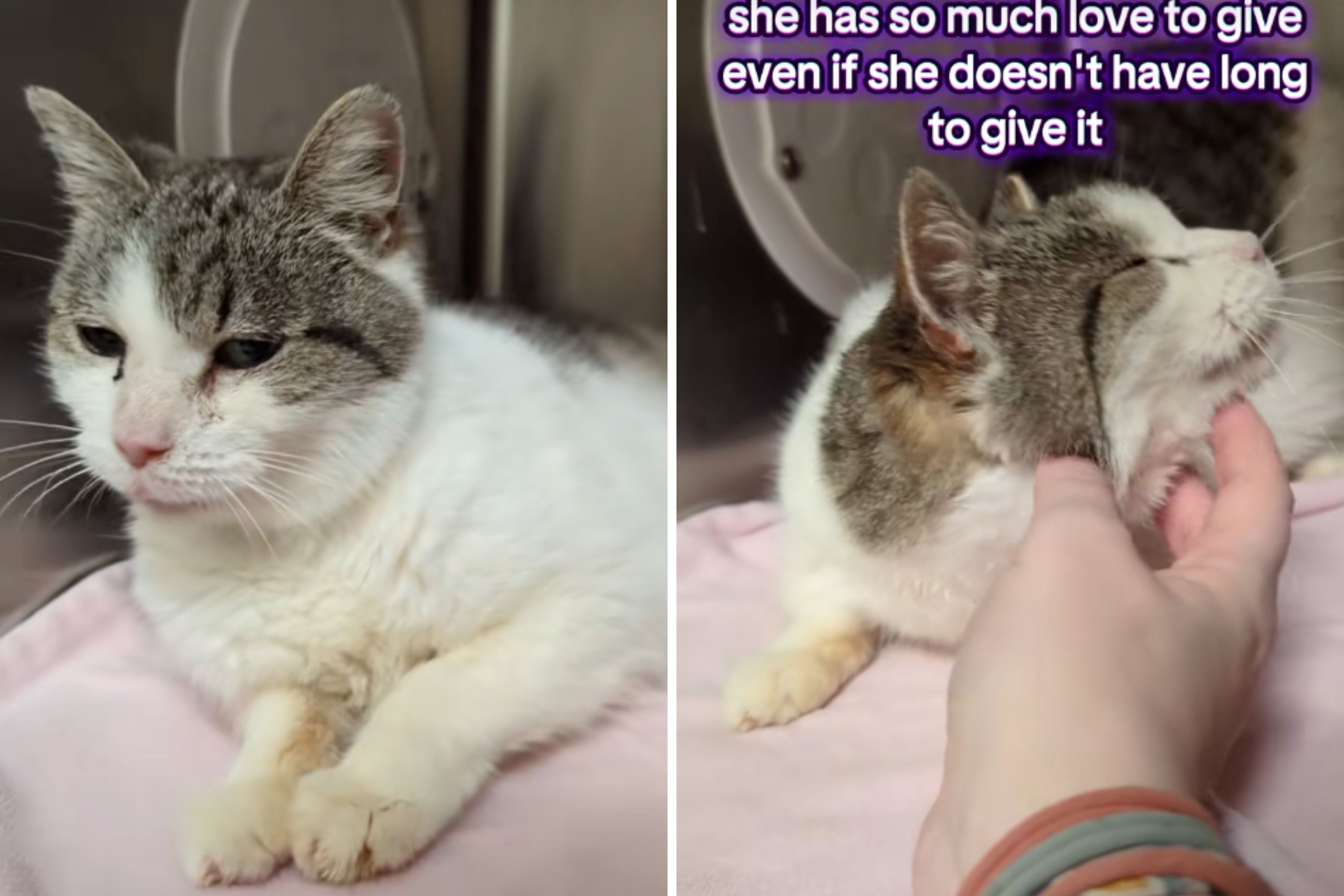 Tears as 15-year-old cat in shelter over Thanksgiving and now Christmas