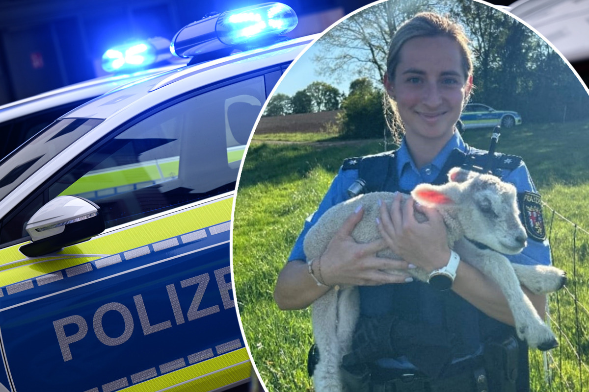 Neugeborenes sitzt neben toter Mutter: Polizei rettet Lamm vorm Verhungern