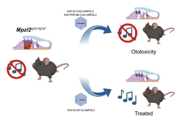 Confirming the effectiveness of targeted therapy for gene mutation that ...