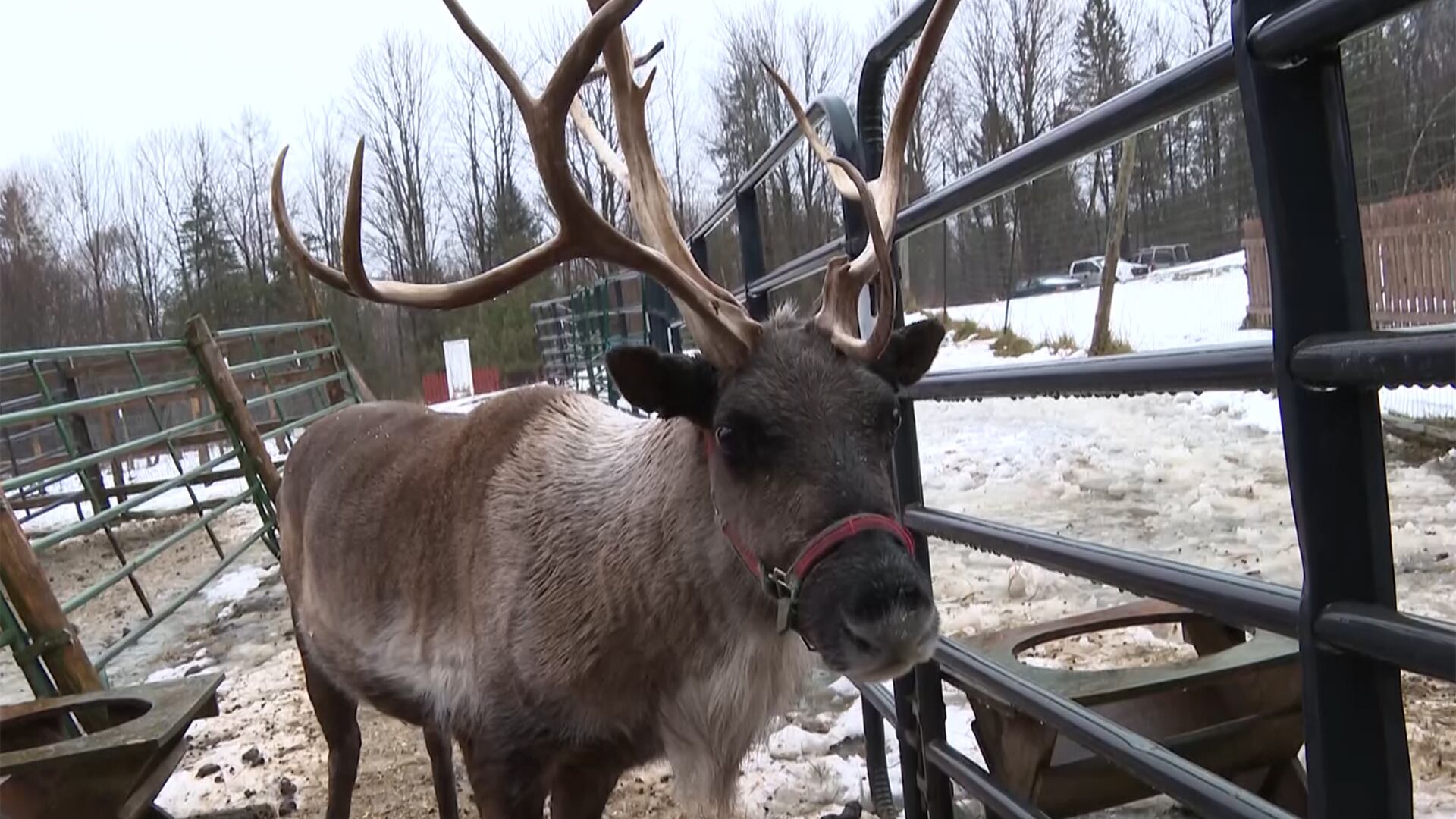 Vermont’s only reindeer farm spreads Christmas magic in Charleston